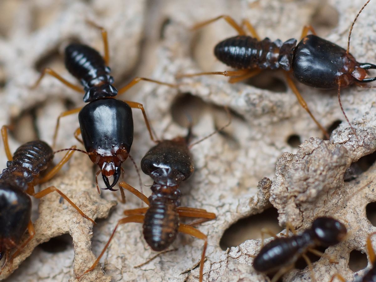 Termite Control Near Me Pacific Beach | Hume Termite