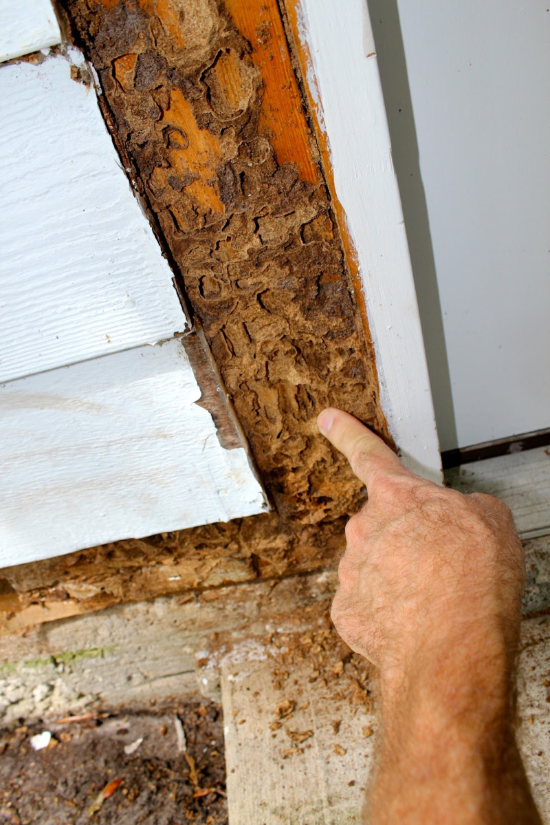 Termite Inspection Del Mar | Hume Termite