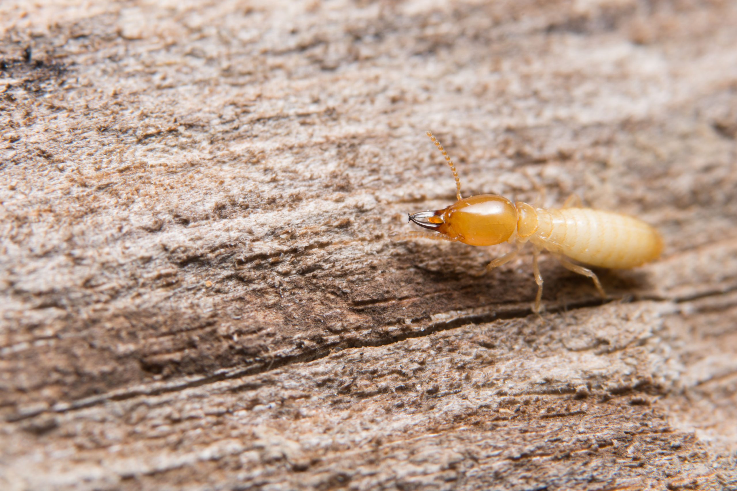 Termites Rancho Santa Fe | Hume Termite